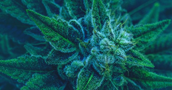 Unpacking Major Hemp Litigation Matters: From California to Virginia