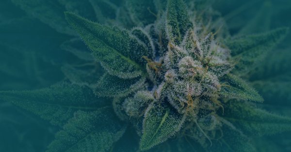 John Oberle and Sam Porter Interviewed at Benzinga’s 2025 Cannabis ...